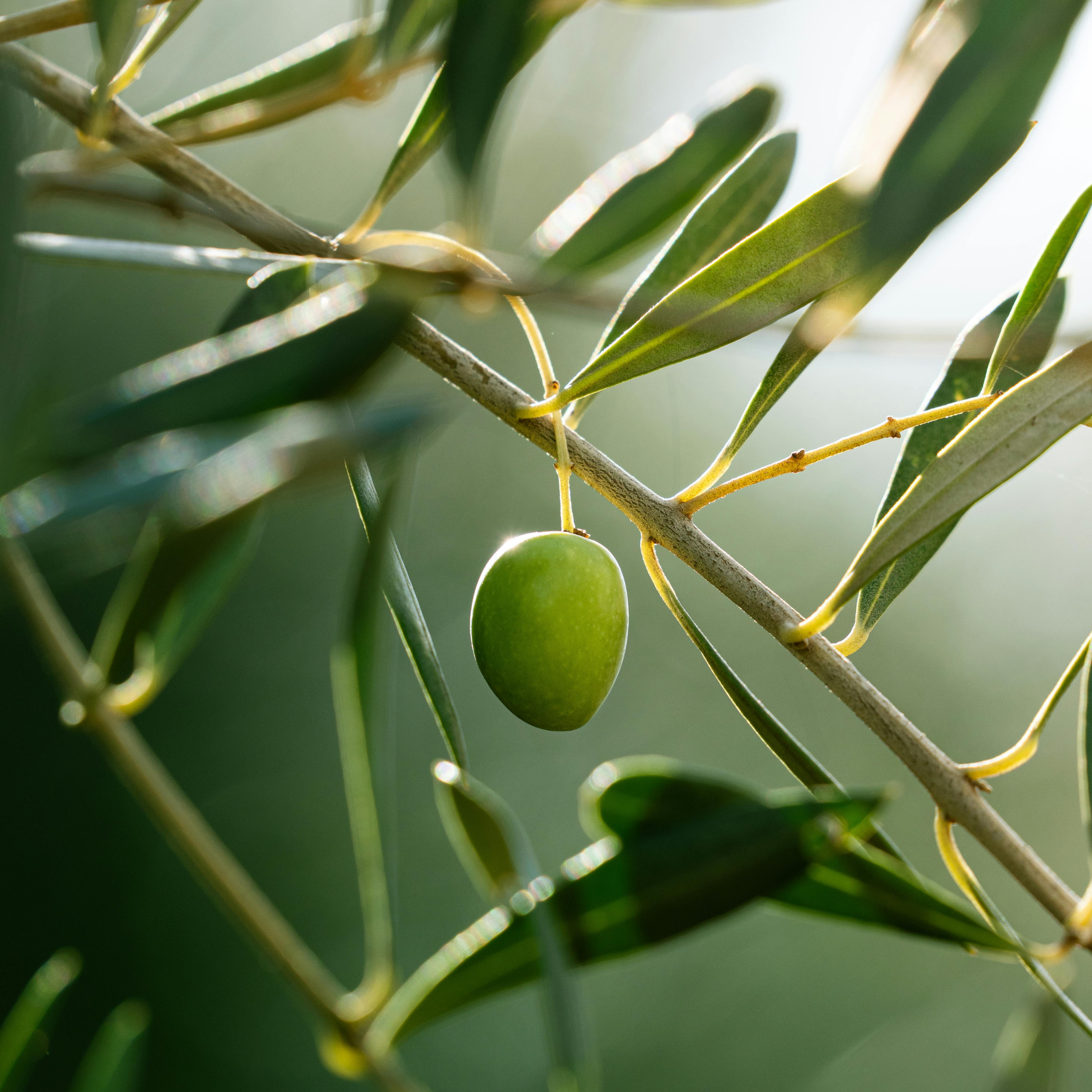 Olive Young is Coming to the US. Here's What It Means for Us – by Kin ...